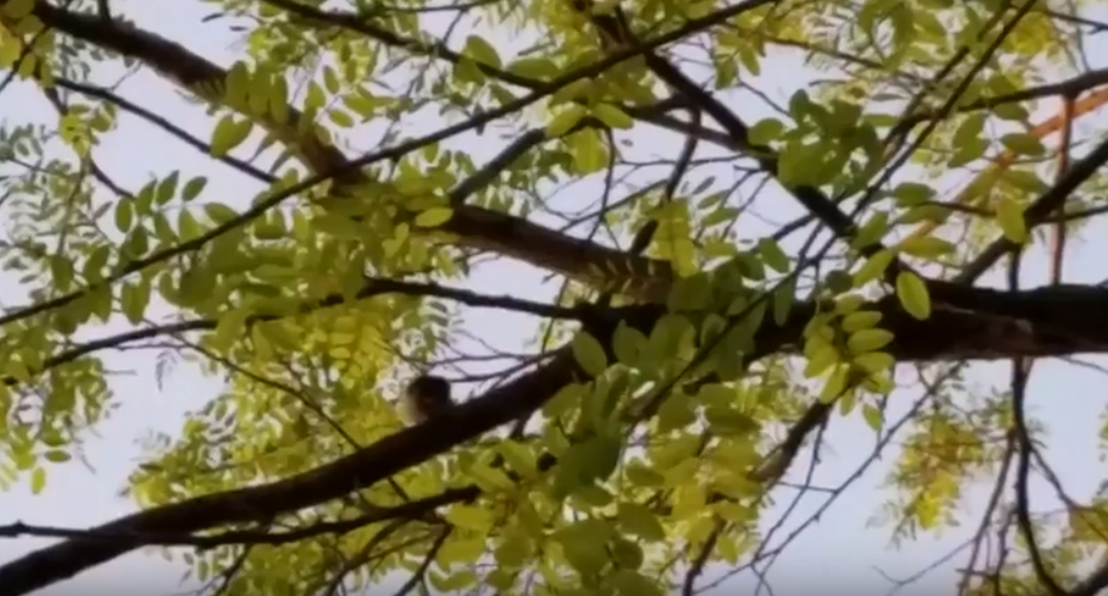 Mindful Monday: Messages from nature - Royal Examiner