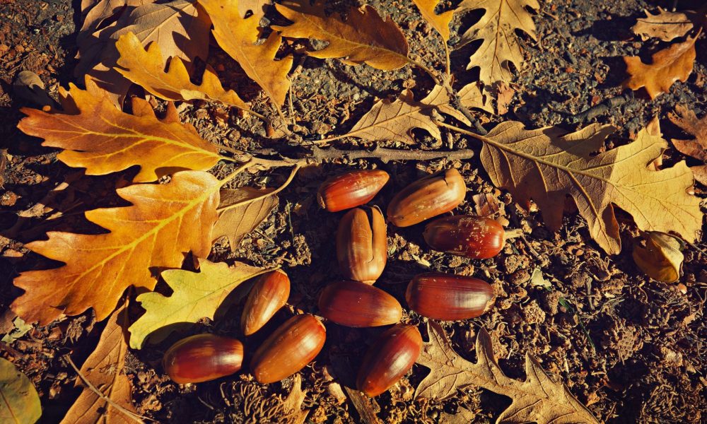 The Cracked Acorn: Blessings - Royal Examiner