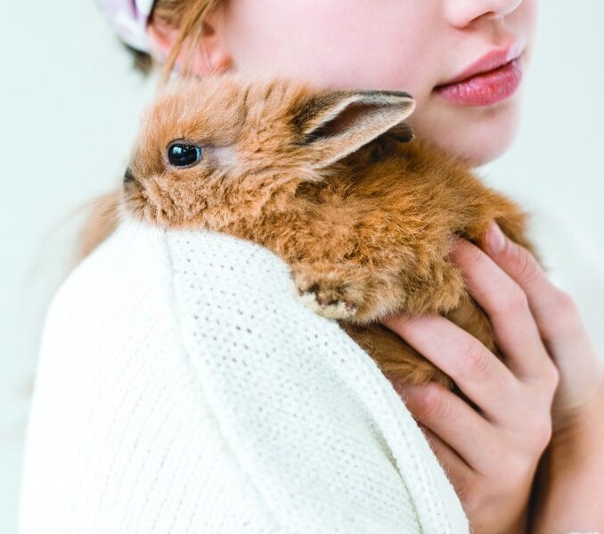 What to know when adopting a rabbit - Royal Examiner