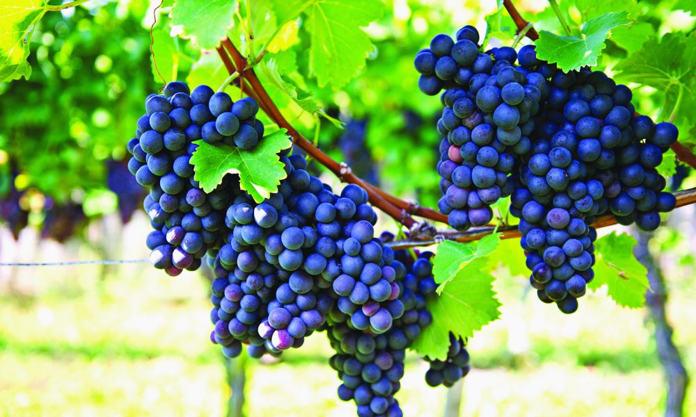 Common grape varietals grown in North America - Royal Examiner