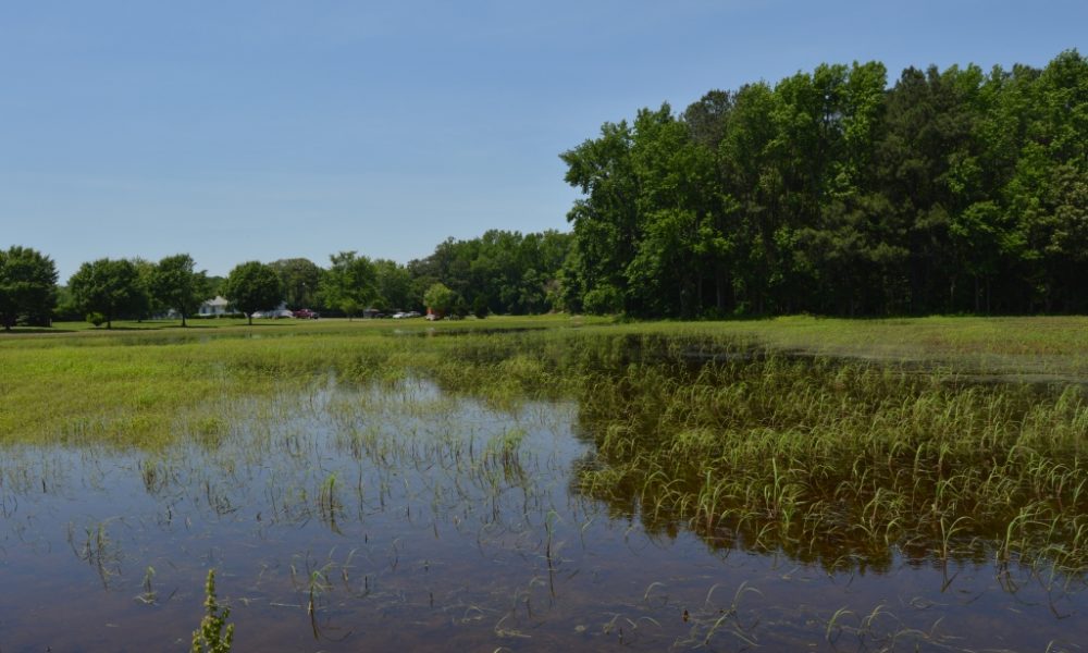 Rollback of Wetlands Protections undermines Chesapeake Bay Cleanup ...