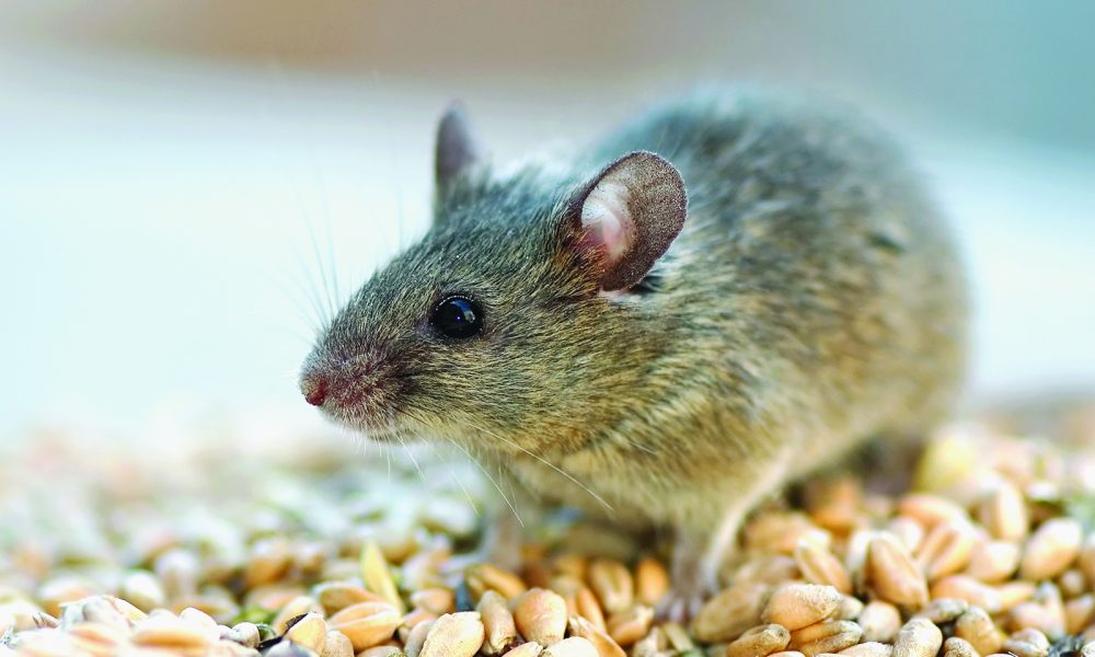 5 things you should know before adopting a mouse - Royal Examiner