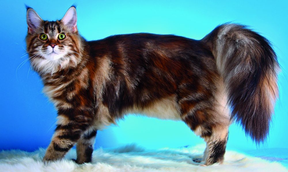 5 popular types of purebred cat - Royal Examiner