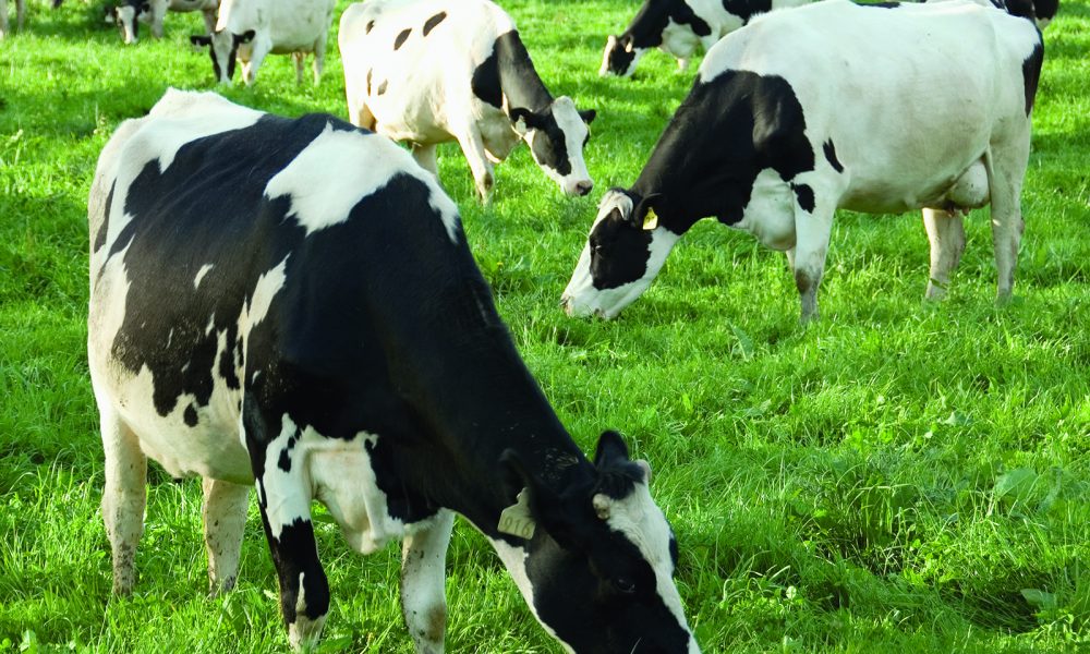 Management-intensive grazing: the advantages and how to start – Royal ...