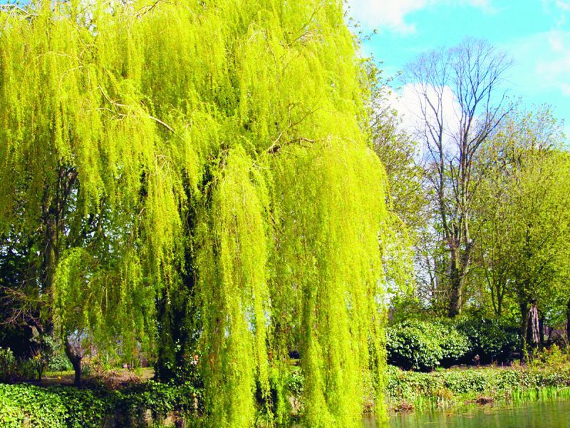 Weeping willows: what gardeners should know - Royal Examiner