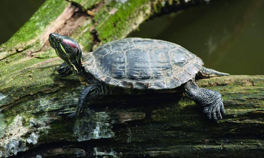 How to build the perfect home for your turtle - Royal Examiner
