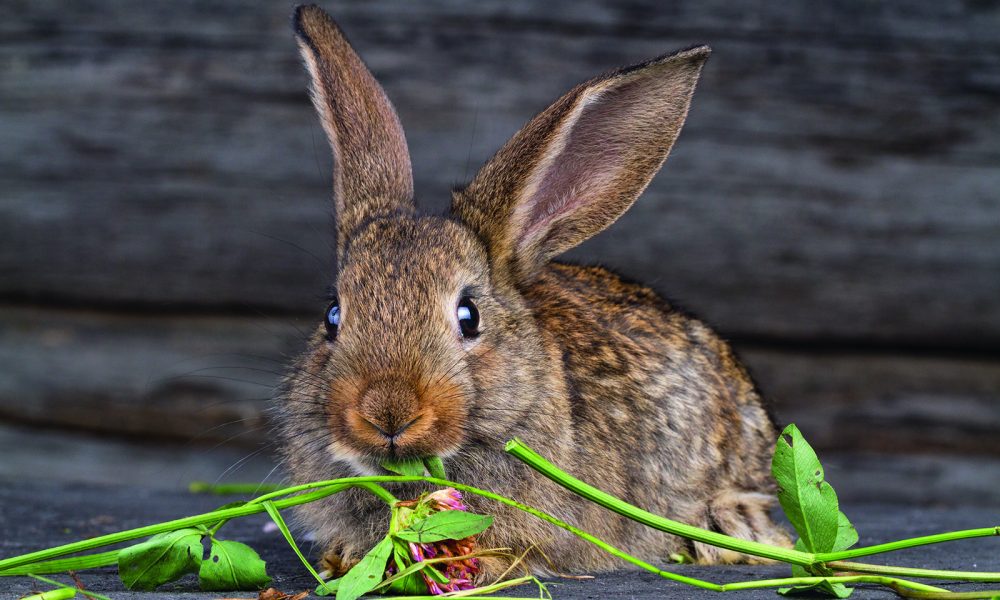 Understanding dental problems in rabbits - Royal Examiner