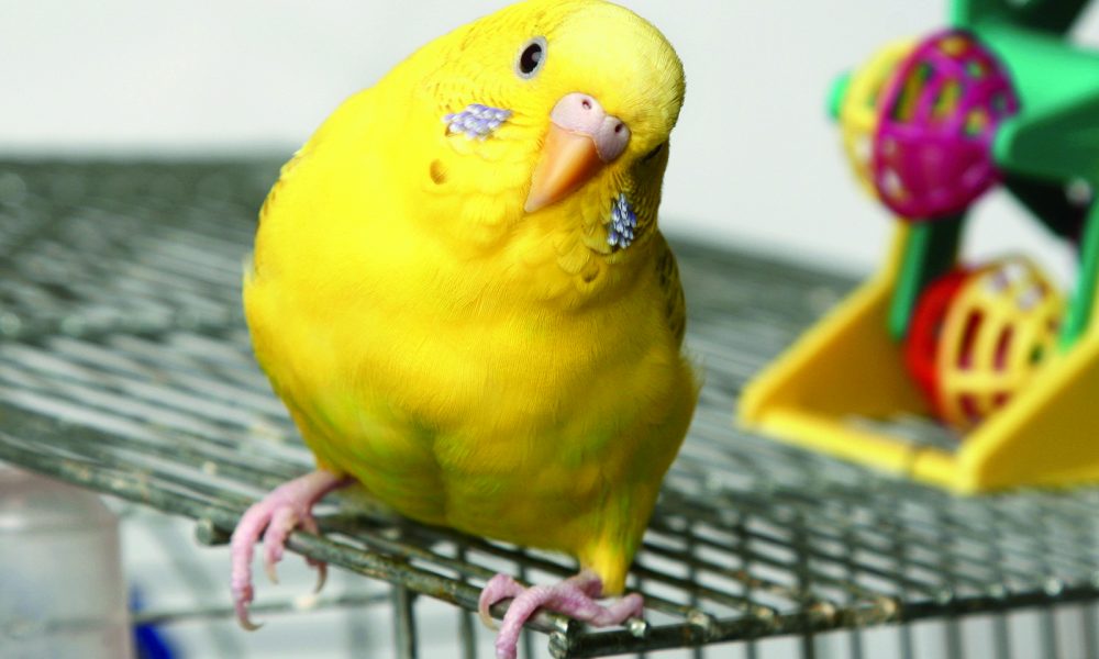 What you should know before you adopt a bird – Royal Examiner