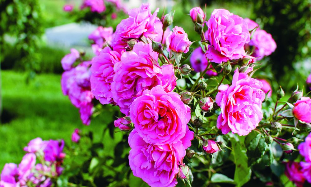 5 tips for taking care of rose bushes - Royal Examiner