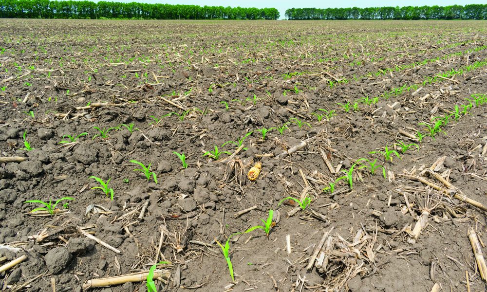 The advantages of zero-till farming - Royal Examiner