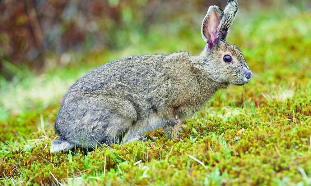 Tularemia and how to prevent it - Royal Examiner