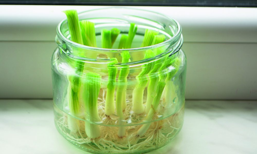 7 types of kitchen waste that can be reused - Royal Examiner