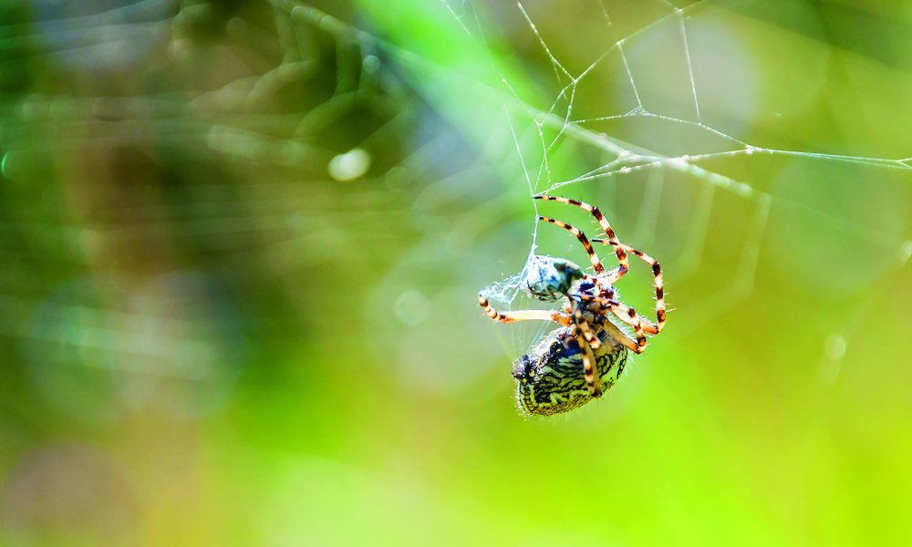 How spiders spin webs - Royal Examiner