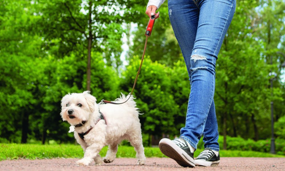 Dog walking 101 - Royal Examiner