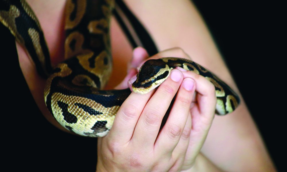 How to handle your pet snake - Royal Examiner