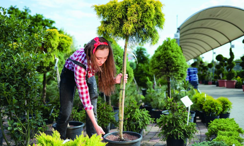 4 criteria for choosing a tree - Royal Examiner