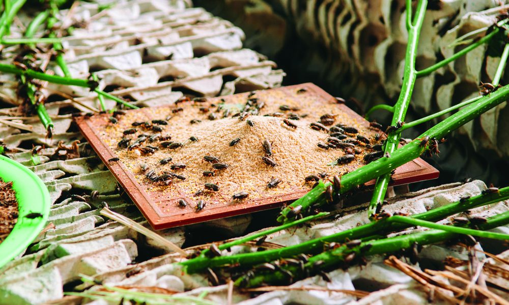 How cricket farming works - Royal Examiner