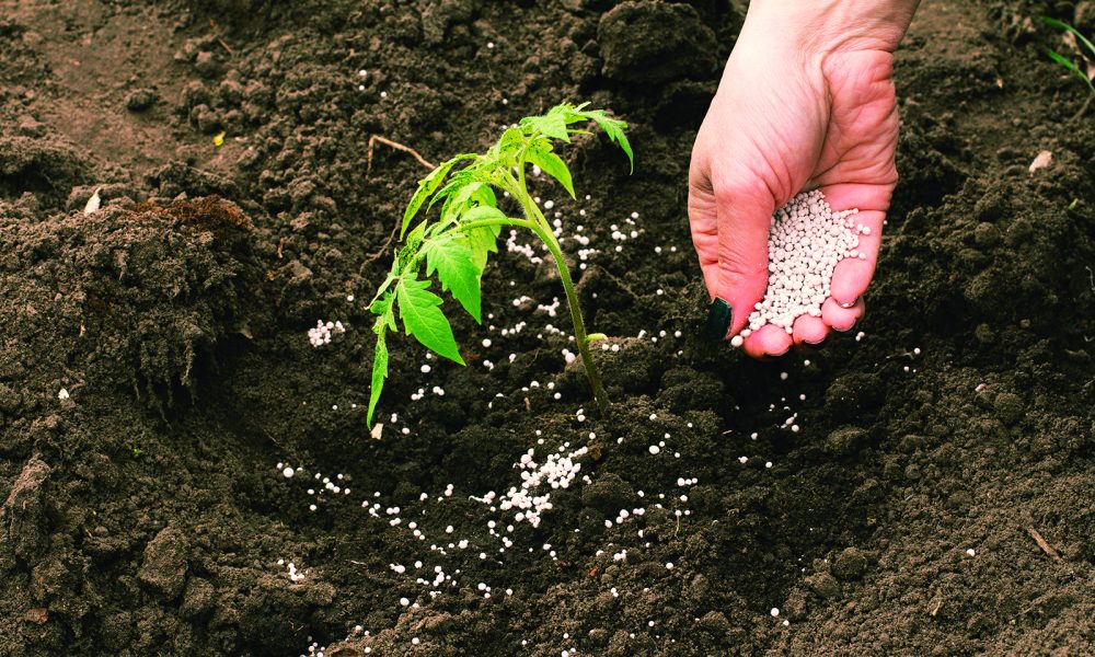 How to choose a fertilizer - Royal Examiner