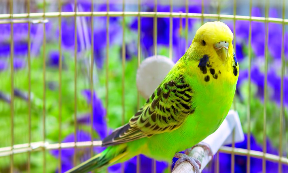 How to choose a birdcage - Royal Examiner