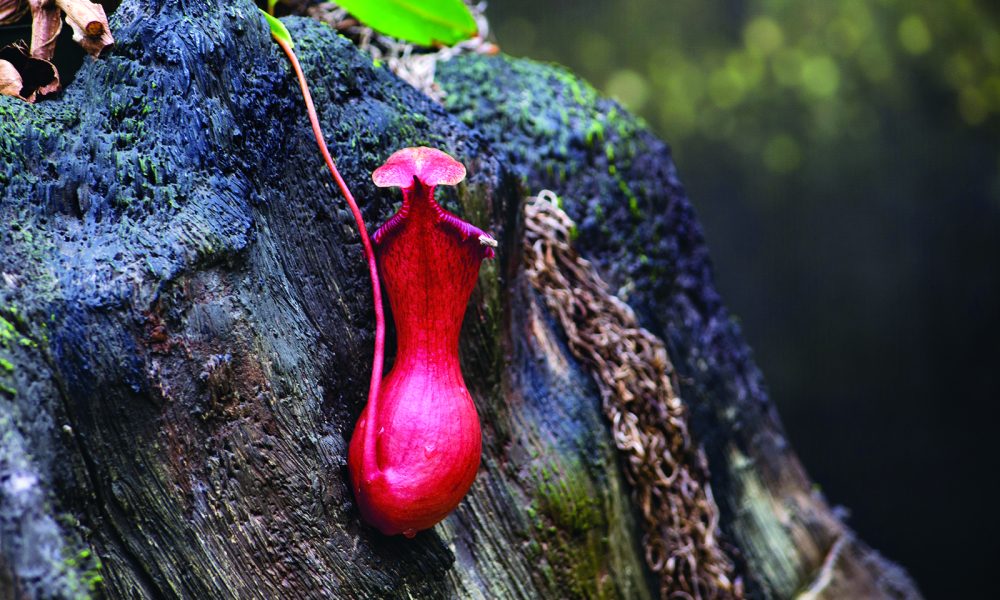 4 wildly interesting plants - Royal Examiner