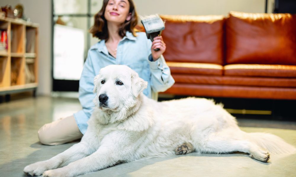 Shedding in dogs: what you need to know - Royal Examiner