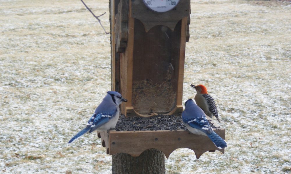 A great way to enjoy and identify birds - Royal Examiner