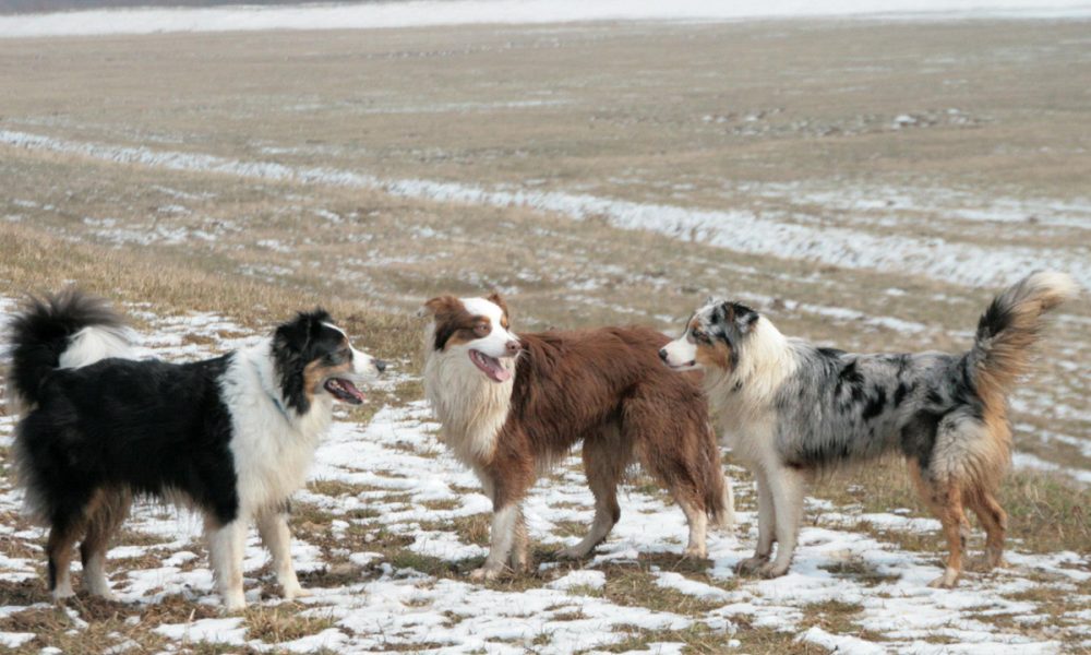 Ranch dogs show their courage and energy - Royal Examiner