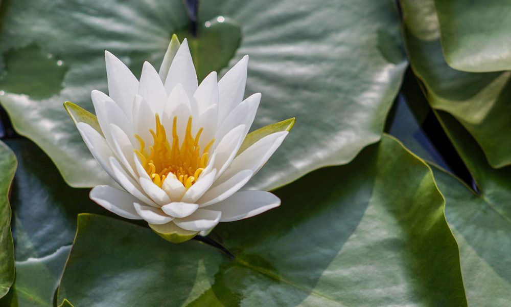 Staying well: Meditation can improve memory, concentration and more ...