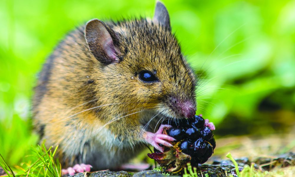 Protecting Crops: Effective Scare Tactics in Farming - Royal Examiner