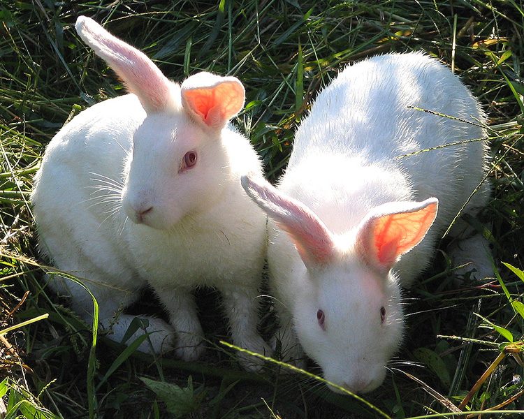 The “Rabbit Rabbit” Enigma: How a Simple Phrase Beckons Good Fortune ...