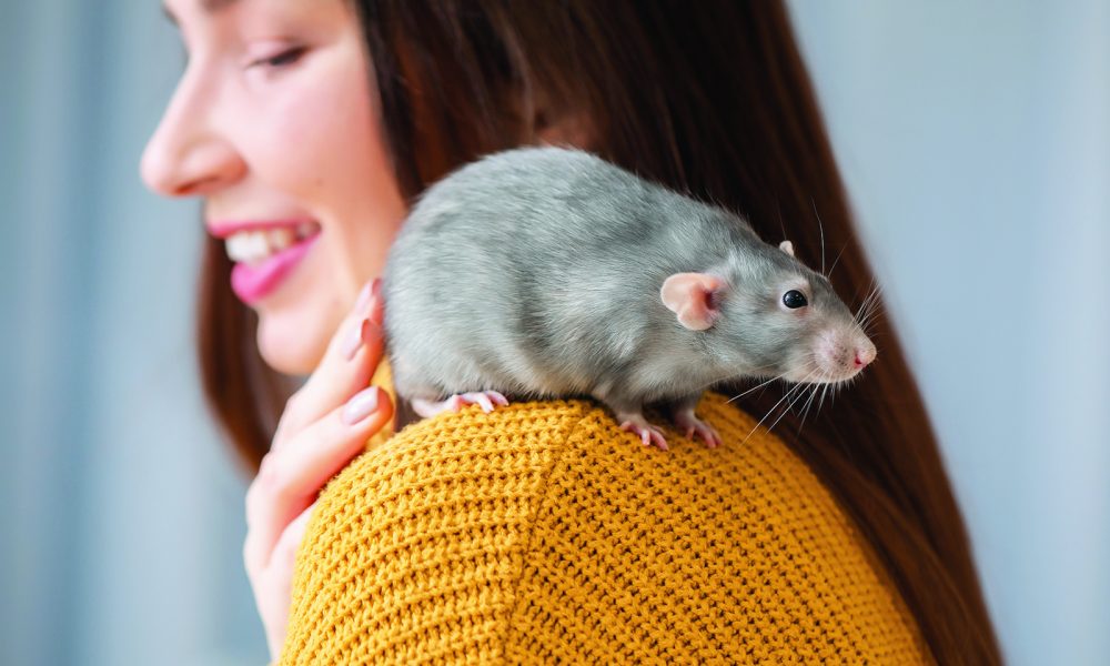Rethinking Rats: The Misunderstood Rodent You May Want to Adopt - Royal ...