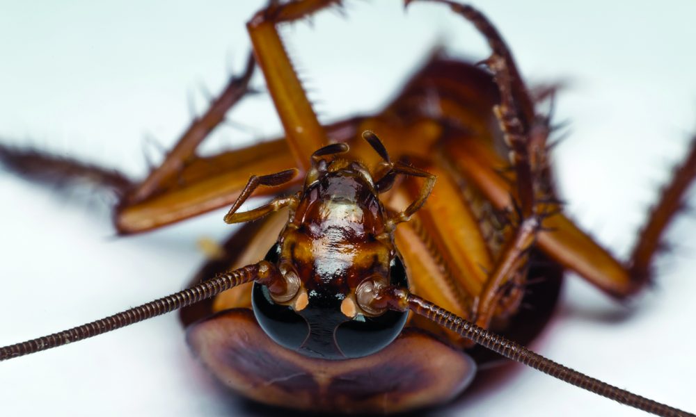 The Incredible World of Cockroaches: More than Meets the Eye - Royal ...
