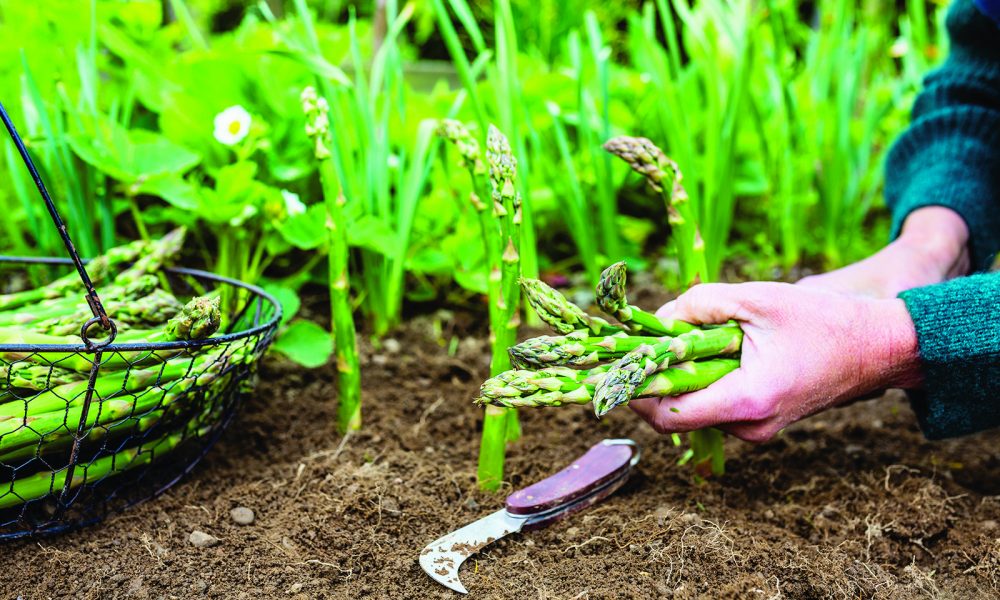 The Remarkable Journey of Asparagus: From Farm to Fork - Royal Examiner