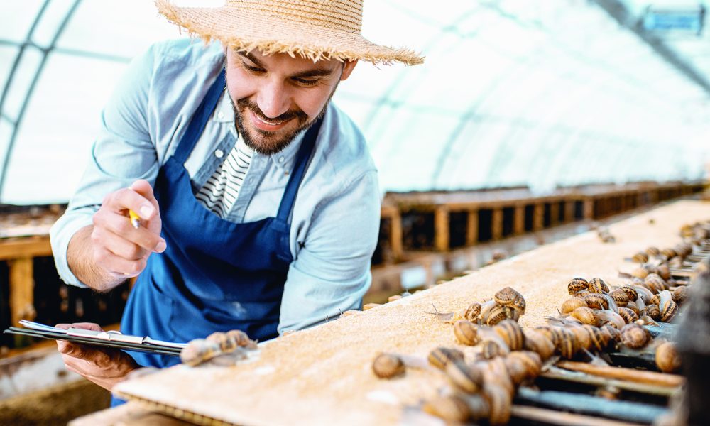 Snail Farming: A Growing and Sustainable Agricultural Trend - Royal ...