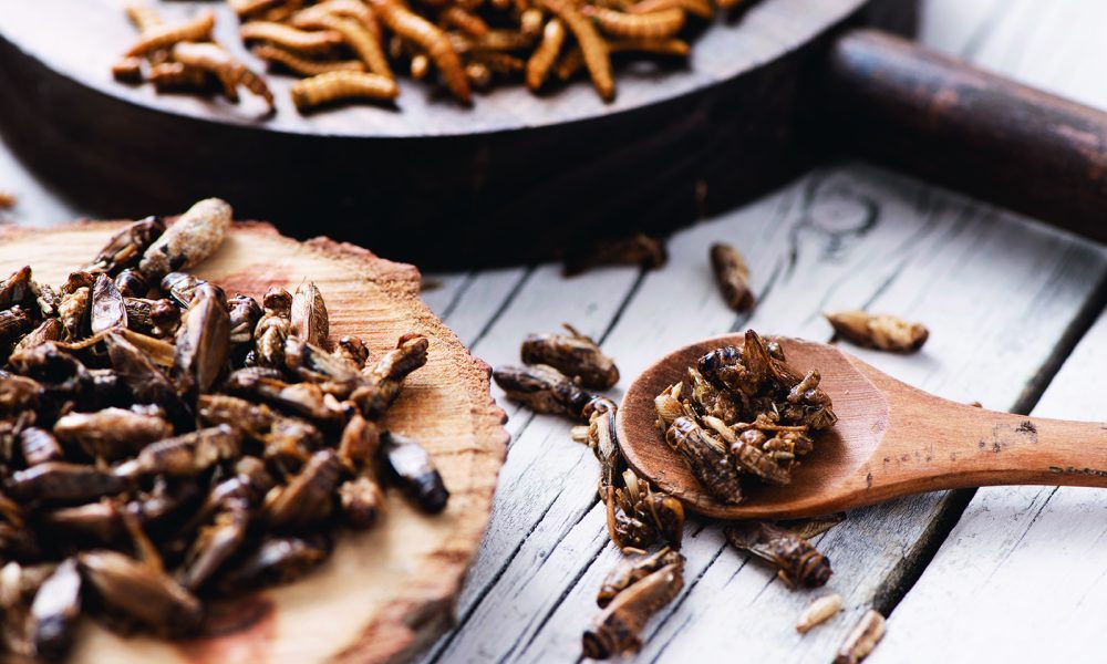 Edible Insects: A Sustainable and Nutritious Protein Source - Royal ...