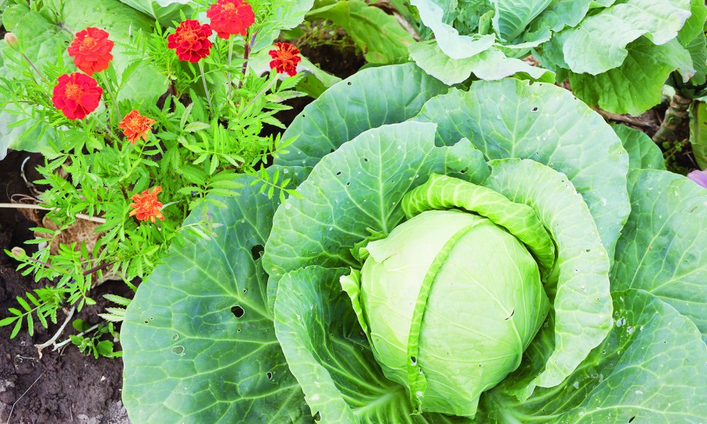 The Magic of Companion Planting: Growing Together for a Better Garden ...