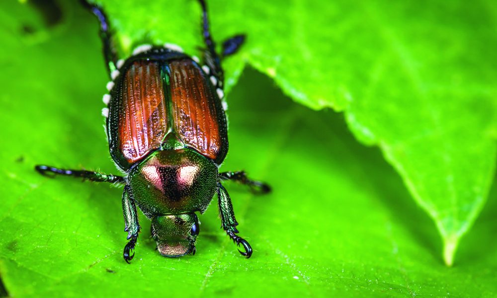 Battling the Bugs: Winning Strategies for a Pest-Free Vegetable Garden ...