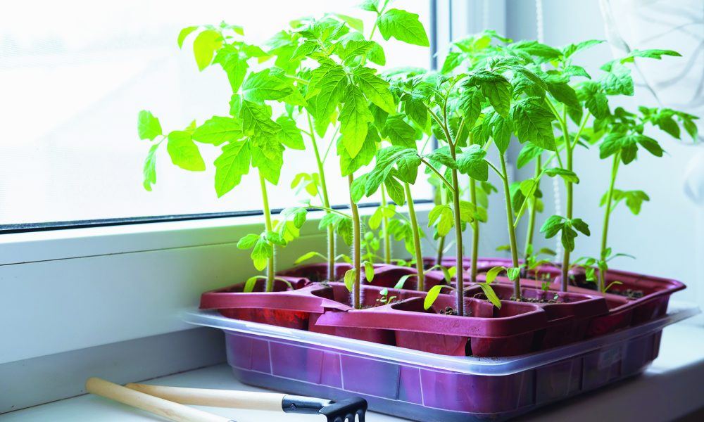 Sprouting Success: A Beginner’s Guide to Growing Your Own Seedlings ...