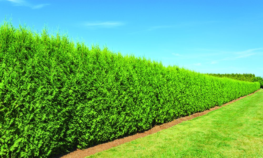 Hedges 101: Which Ones Have You Heard Of? - Royal Examiner
