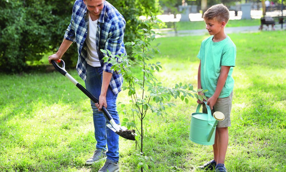 Landscaping: Factors to Consider When Planting the Right Tree in the ...