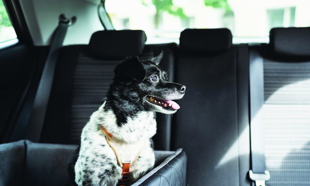 Four-Legged Passengers: How to Safely Transport Pets in Your Vehicle ...