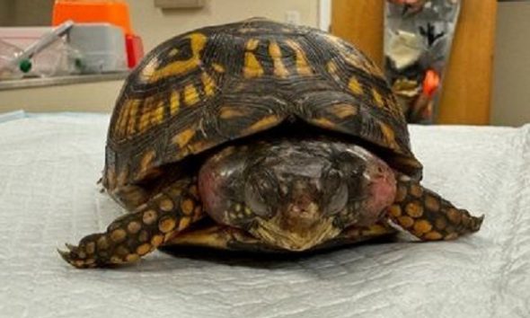 Local Government - Royal Examiner