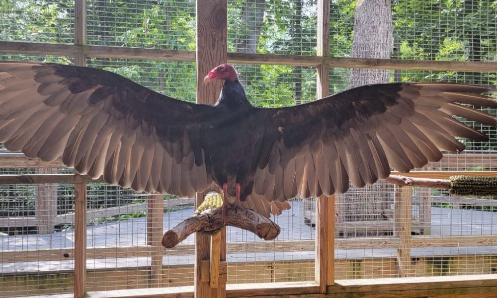 Blue Ridge Wildlife Center Patient of the Week: Turkey Vulture - Royal ...