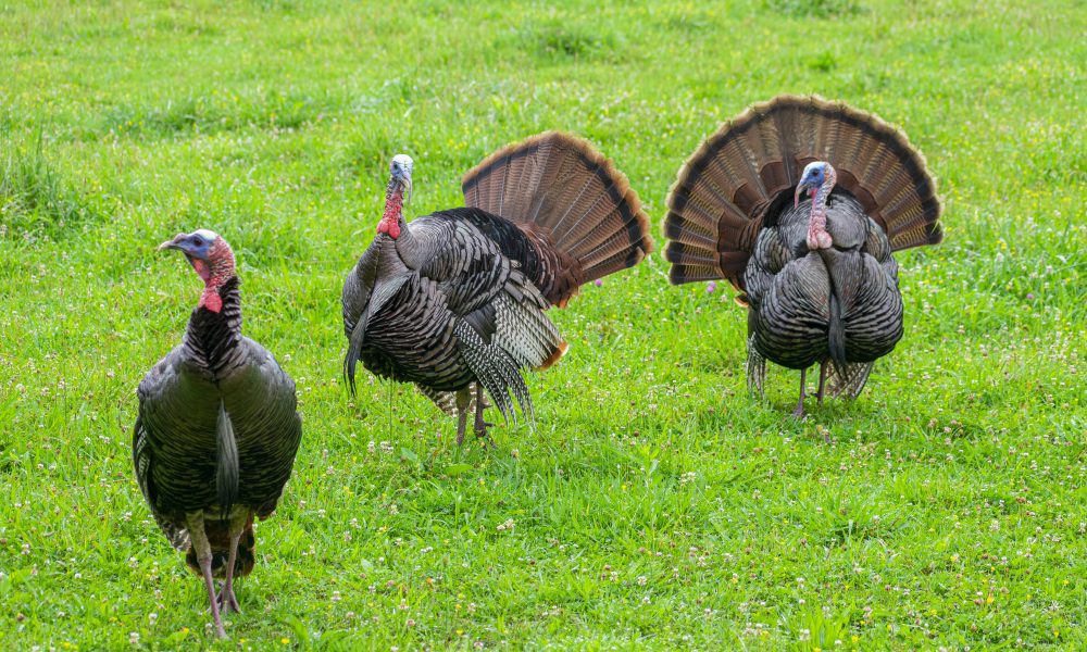 Virginia Reports Fourth-Highest Spring Turkey Harvest in 2025 - Royal ...