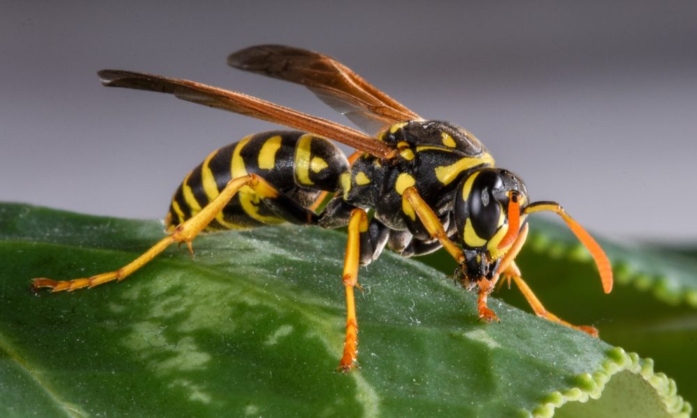 Watch for Those Yellow Jackets This Fall: What You Need to Know About ...