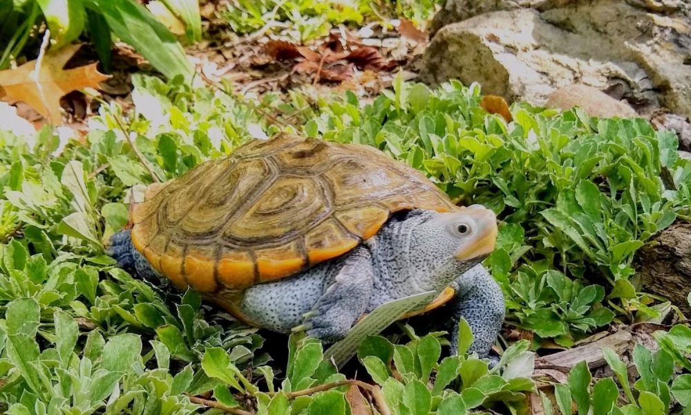 Blue Ridge Wildlife Center Patient of the Week: Diamond-backed Terrapin ...