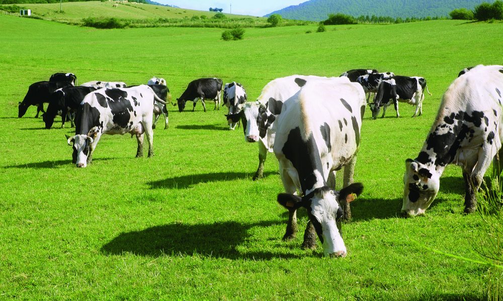 What Are the Main Breeds of Dairy Cows? - Royal Examiner