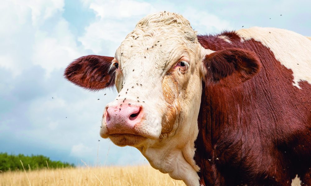 What Is a Cull Animal? - Royal Examiner