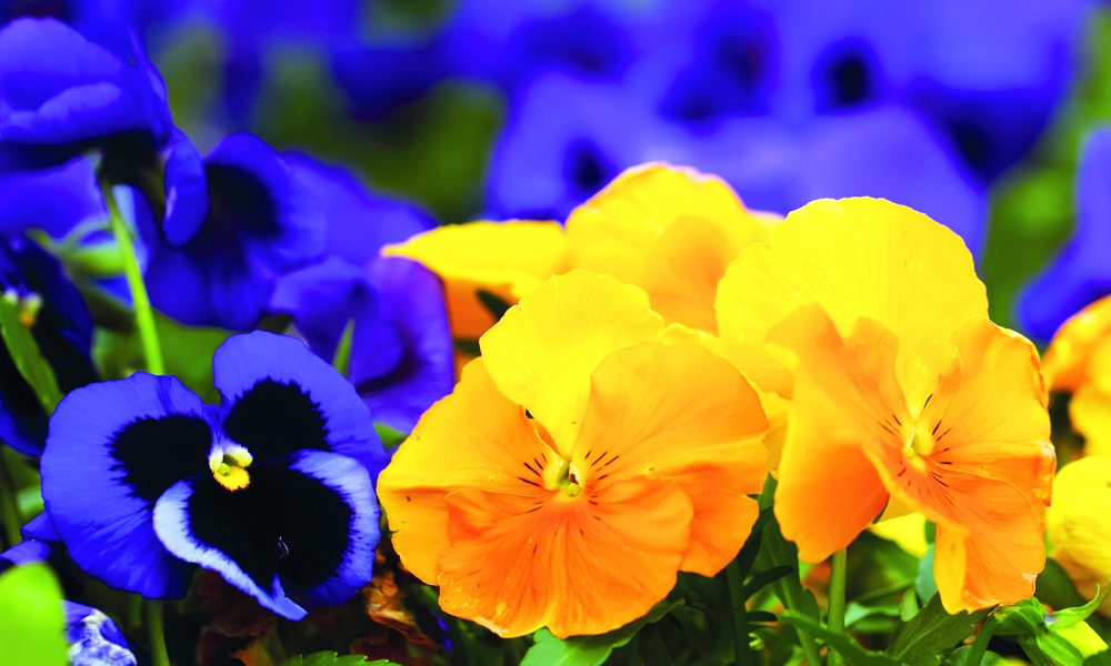 Contrasts Can Bring Sophistication and Interest to Garden Design ...