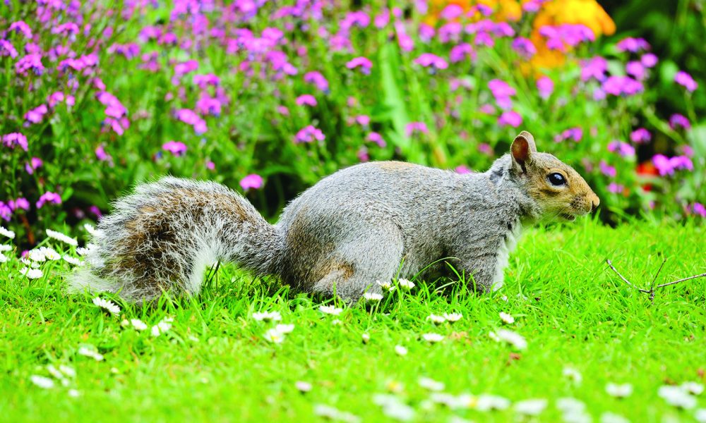 Humane Steps Can Help Protect Gardens from Local Wildlife - Royal Examiner